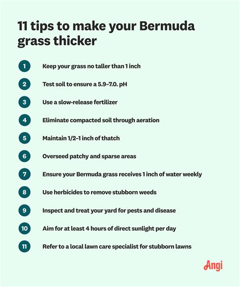 How To Make Your Grass Greener And Thicker
