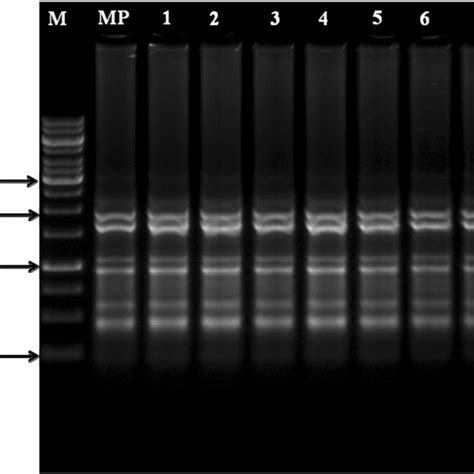 The Banding Pattern Of Scot 8 Pcr Products Revealed The Genetic