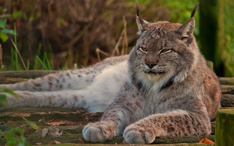 Lynx Hd Wallpaper Background Image 1920x1080