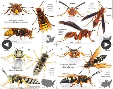 As 65 Melhores Imagens Em Hornet No Pinterest Vespa Grande Abelhas E