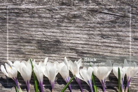 프레임과 복사 공간이있는 풍화 된 나무 배경에 흰색 크로커스 꽃 화이트웰 퍼플 크로커스에 대한 스톡 사진 및 기타 이미지 화이트웰 퍼플 크로커스 0명 3월 Istock