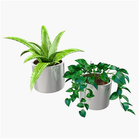 3d Model Interior Plants Aloe Vera Pothos Money Plant Pot Vr Ar Low