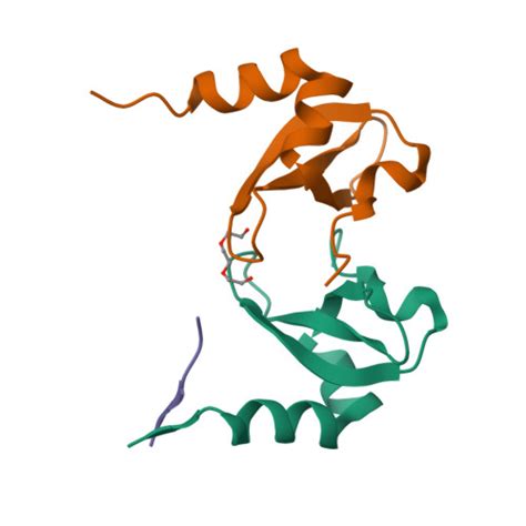 Rcsb Pdb 9cdw Crystal Structure Of Hp1alpha Chromoshadow Domain In
