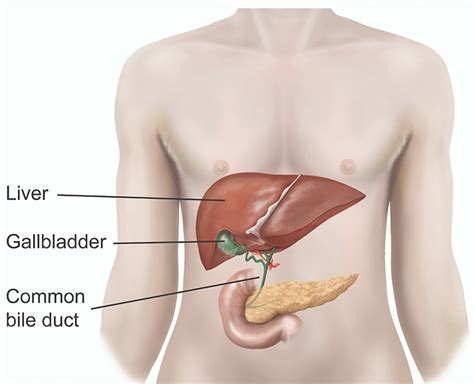 The Human Gallbladder