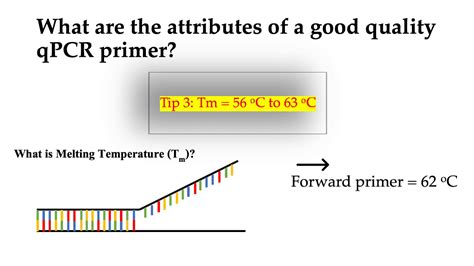 Primer Design Tool For Qpcr At Robin Alexander Blog