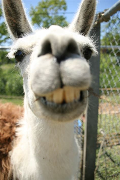 Funny Llama Face