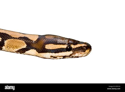 Python Head Head Hi Res Stock Photography And Images Alamy