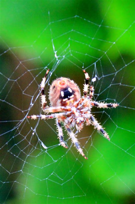 Big Brown Spider The Orb Weaver