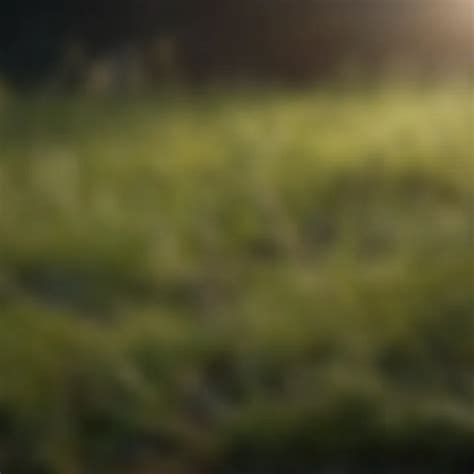 Essential Timing And Techniques For Grass Seed Planting