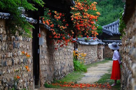 비가 오는 날 능소화 골목 자연 사진 풍경 사진 아름다운 풍경
