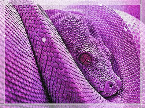 Purple Green Tree Python