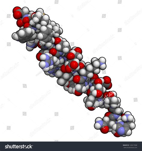 Glucagon Peptide Hormone Chemical Structure Glucagon Stock Illustration 120617008 Shutterstock