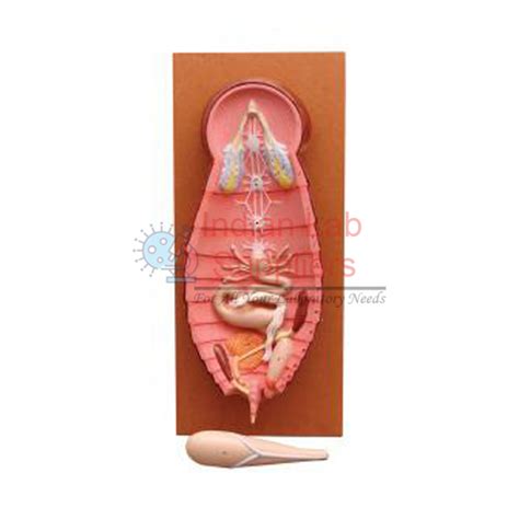 Bird Dissection Domestic Hen Model Manufacturer Supplier And Exporter
