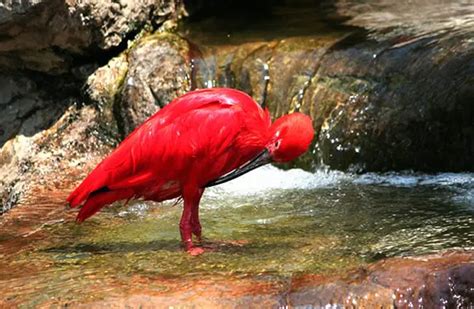 Scarlet Ibis Description Habitat Image Diet And Interesting Facts