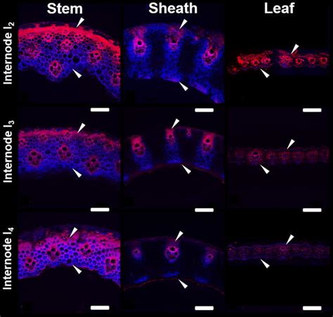 Cell Wall Autofluorescence Cross Sections Of Naoh Pretreated