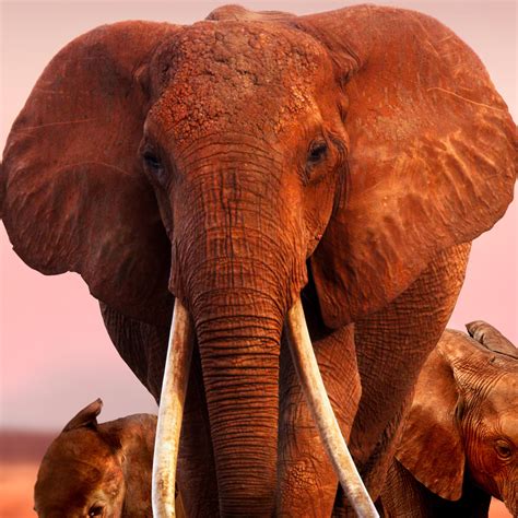 Elephant Film