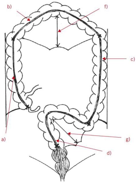Experimental Measurements Of The Length Of The Human Colon A