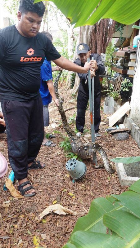 Python Monitor Lizard Caught In Wichit