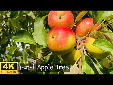 Grafted Apple Tree 4 In 1 Fruit Cocktail Tree Multi Grafted Dwarf