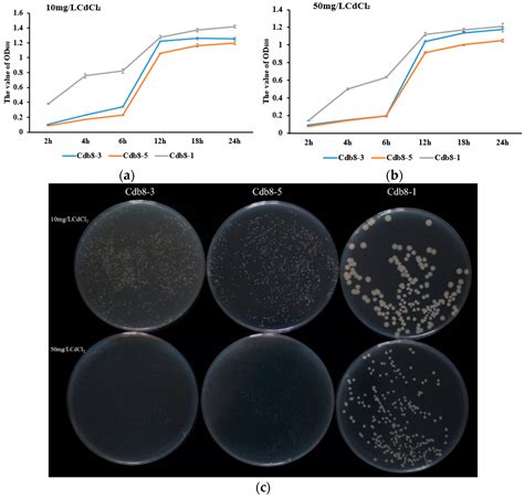 Cadmium Tolerant Bacterium Strain Cdb8 1 Contributed To The Remediation Of Cadmium Pollution
