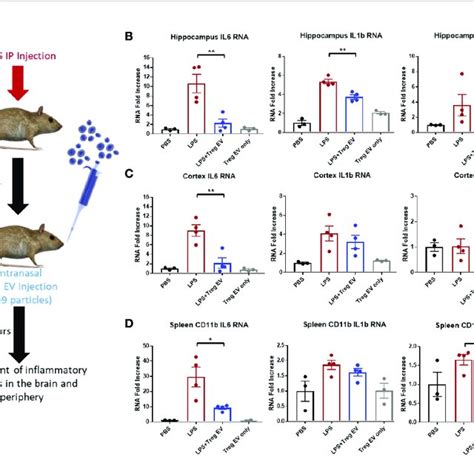 Treg Evs Suppress Pro Inflammatory Transcripts In Lps Induced Model Download Scientific