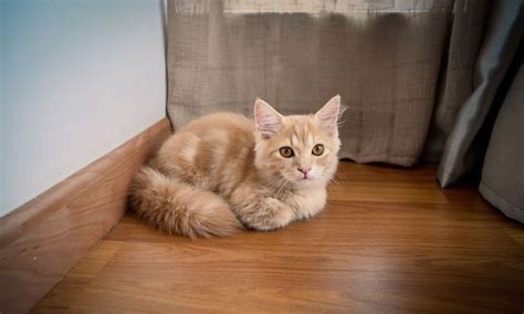 Le Chat Munchkin Prix Caractère Particularités Et Santé Stan Bio