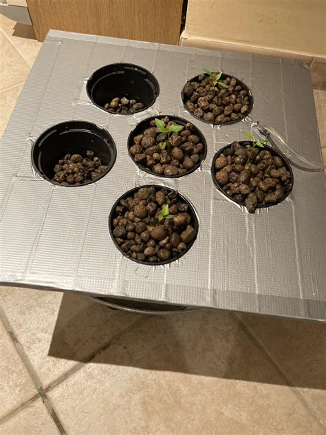 My First Hydroponic System Ever Wish Me Luck R Hydroponics