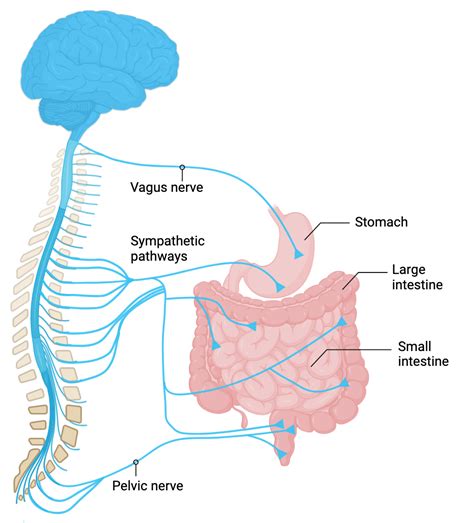 16 The Peripheral Nervous System Pns Social Sci Libretexts