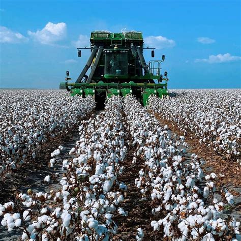 Tractor View Agricultural Field Modern Cotton Harvesting Equipment