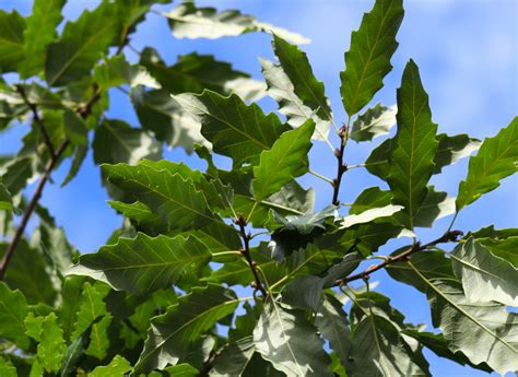 Quercus Castaneifolia ‘green Spire Tree Hillier Trees