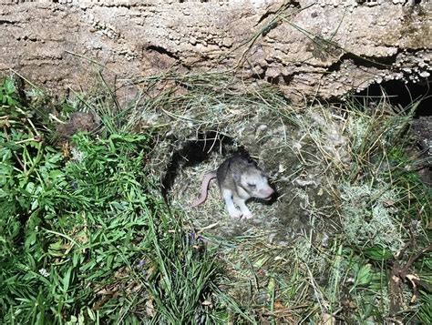 Bushy Tailed Woodrats Id And Control Better Termite