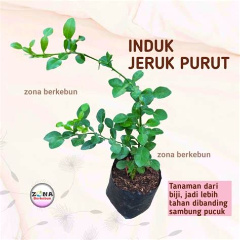 Jual Indukan Jeruk Purut Dari Biji Shopee Indonesia Jual Indukan Jeruk Purut Dari Biji Shopee Indonesia