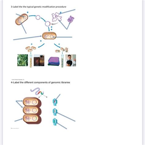 solved 3 label the the typical genetic modification