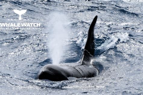 Bremer Bay Killer Whales Foraging Whale Watch Western Australia