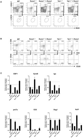 Ectopic Runx1 Expression Rescues Tal 1 Deficiency In The Generation Of
