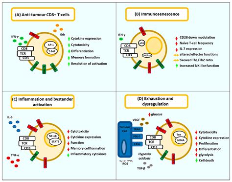 Vaccines Free Full Text Directing T Cell Immune Responses For