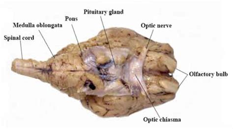 43 Diagram Of Sheep Brain