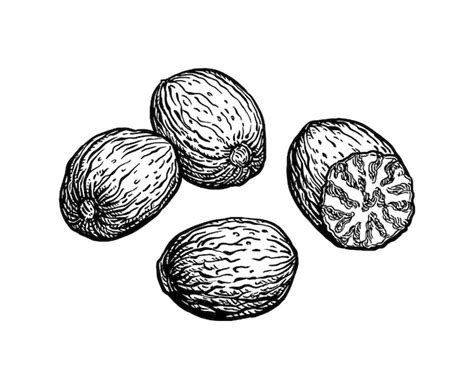 Premium Vector Nutmeg Ink Sketch