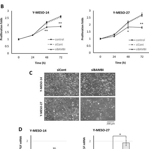 knockdown of bambi suppresses mm cell proliferation and enhances ctgf