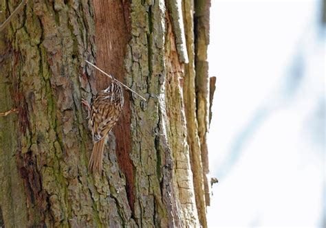 Premium Photo Treecreeper Collecting Nest Material