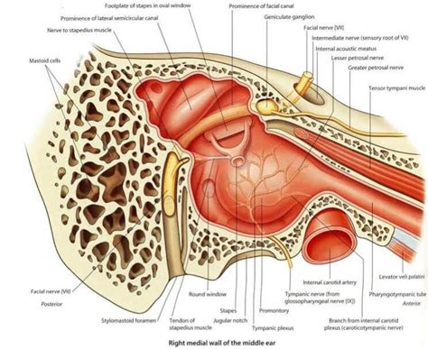 Mastoid Process And Its Relationship With The Middle Ear Photo