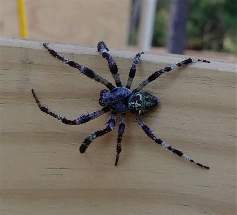 Male Araneus Bicentenarius Giant Lichen Orb Weaver In Bald Head