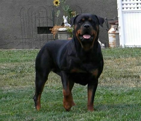 Rottweiler Big Guy