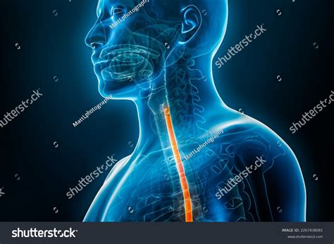 Esophagus Oesophagus 3d Rendering Illustration Close Up Stock