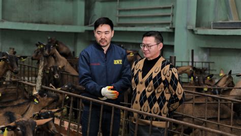 Малчид өдөрт 6 8 литр сүү өгдөг сүүний гарц сайтай эрлийз ямаатай болох боломжтой