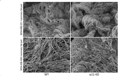 Collagen Fibril Architecture Representative Scanning Electron Images