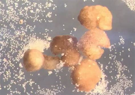 Ai Designed Xenobots Have Figured Out How To Replicate Living Robots Are Coming Autoevolution