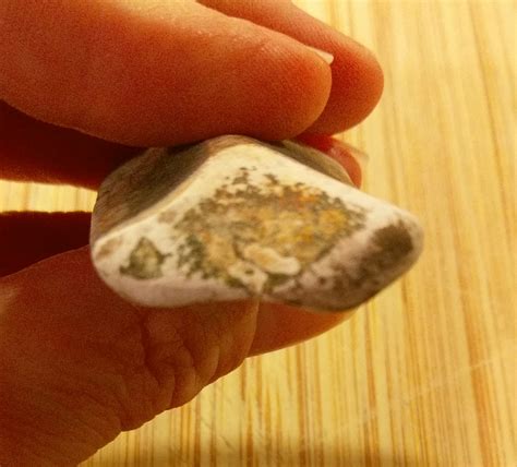 Is This A Fossil And If So Of What Fossil ID The Fossil Forum