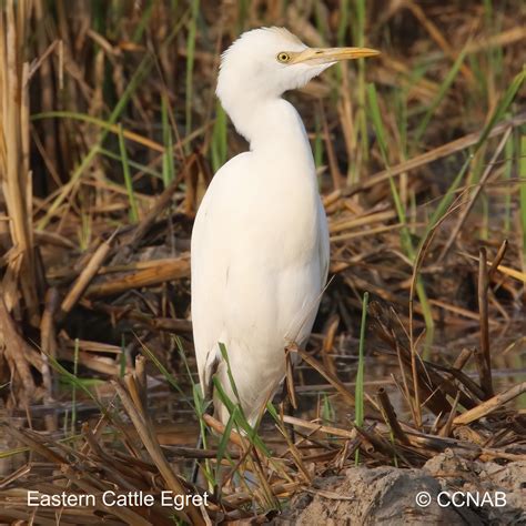 Eastern Cattle Egret Bubulcus Ibis Wece