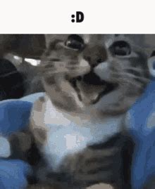 Middle Finger Cat Meme S Tenor